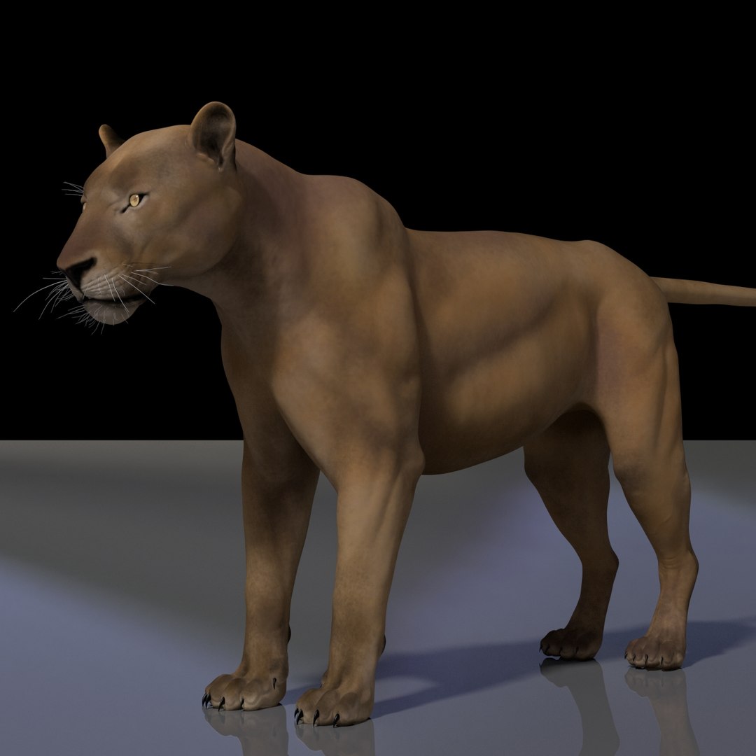 Lion Rig Studio License 3D Model - TurboSquid 1320281