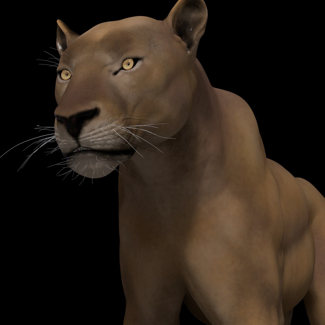 Lion Rig Studio License 3D Model - TurboSquid 1320281