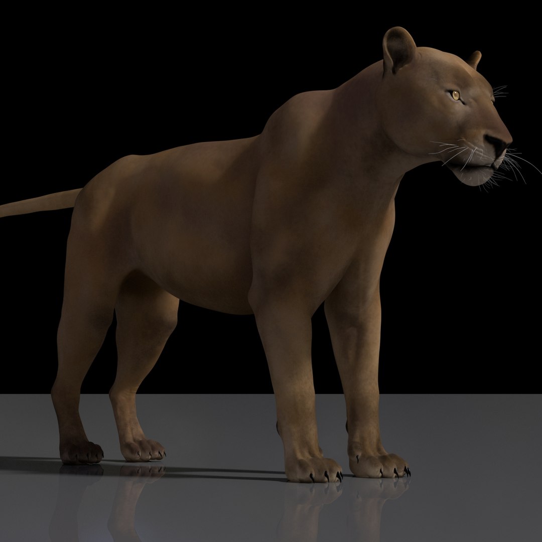 Lion Rig Studio License 3D Model - TurboSquid 1320281