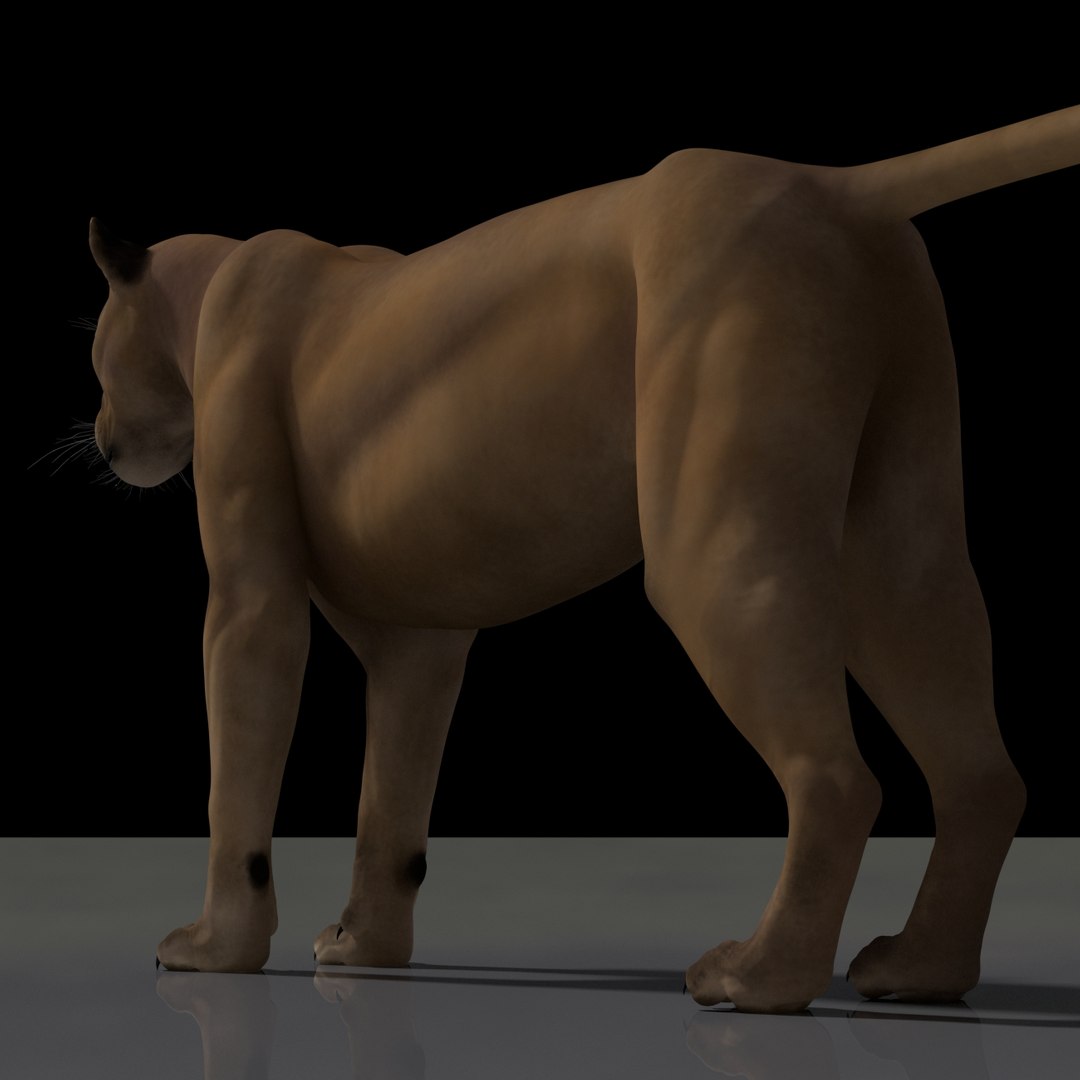 Lion Rig Studio License 3D Model - TurboSquid 1320281