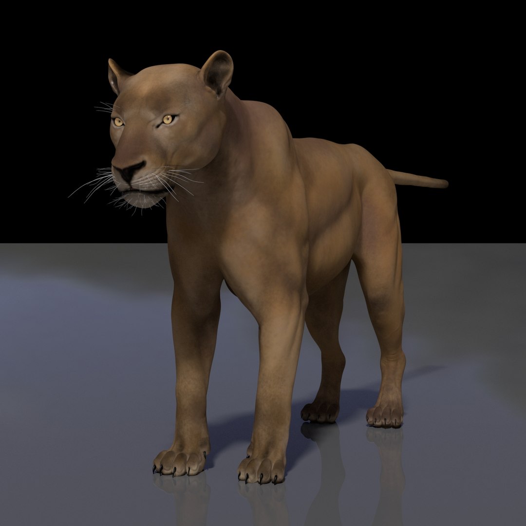 Lion Rig Studio License 3D Model - TurboSquid 1320281