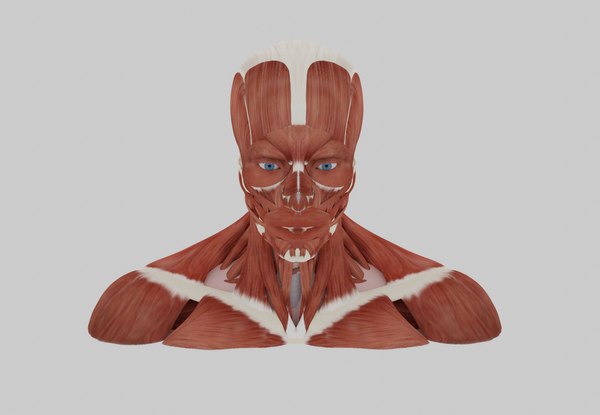 Complete Homan body anatomy 3D model - TurboSquid 2083147