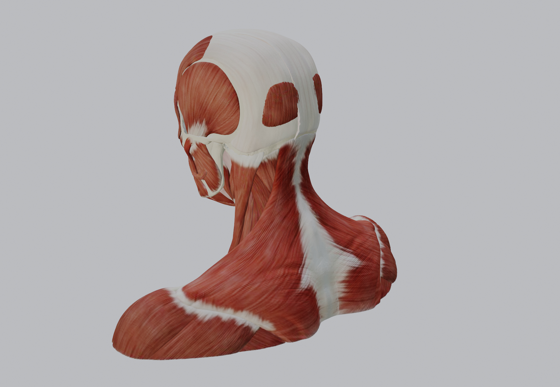 3D facial muscles - TurboSquid 1693296