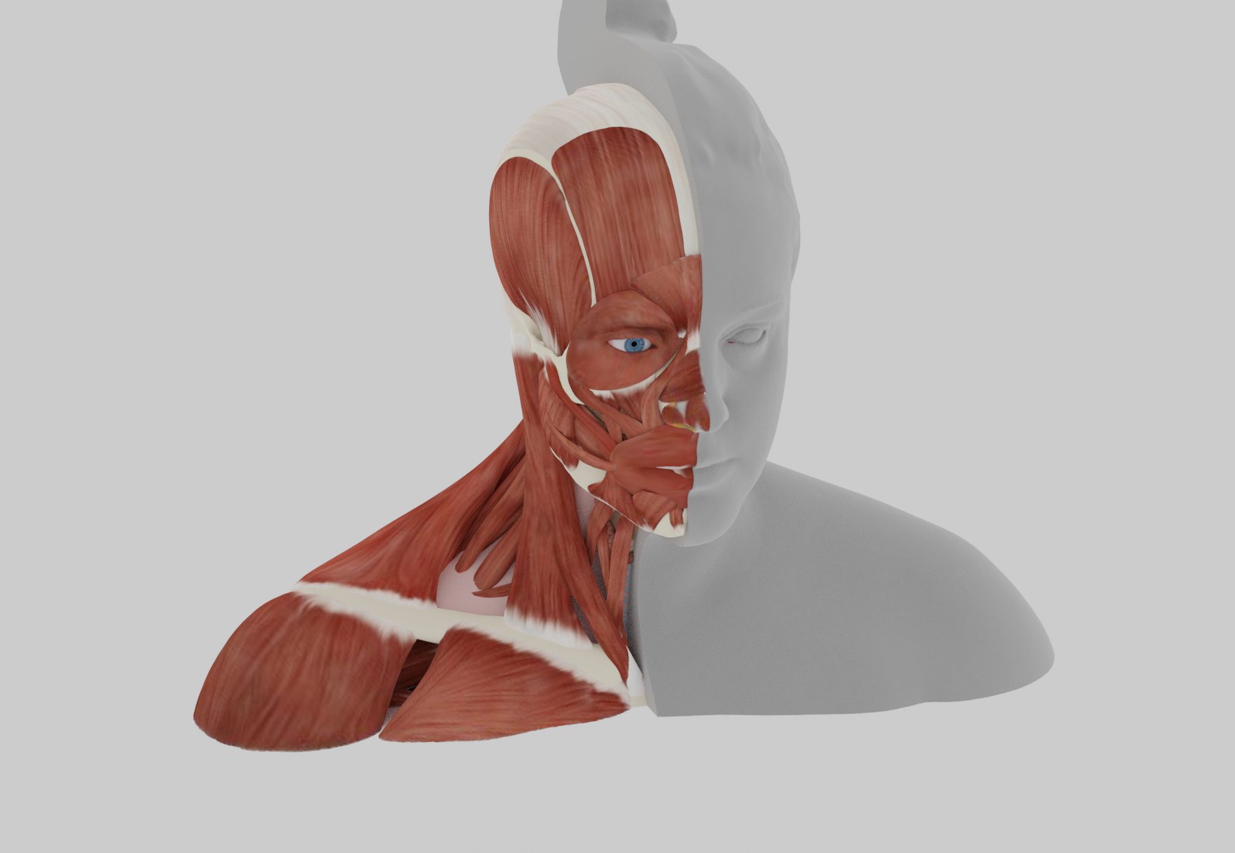 3D facial muscles - TurboSquid 1693296