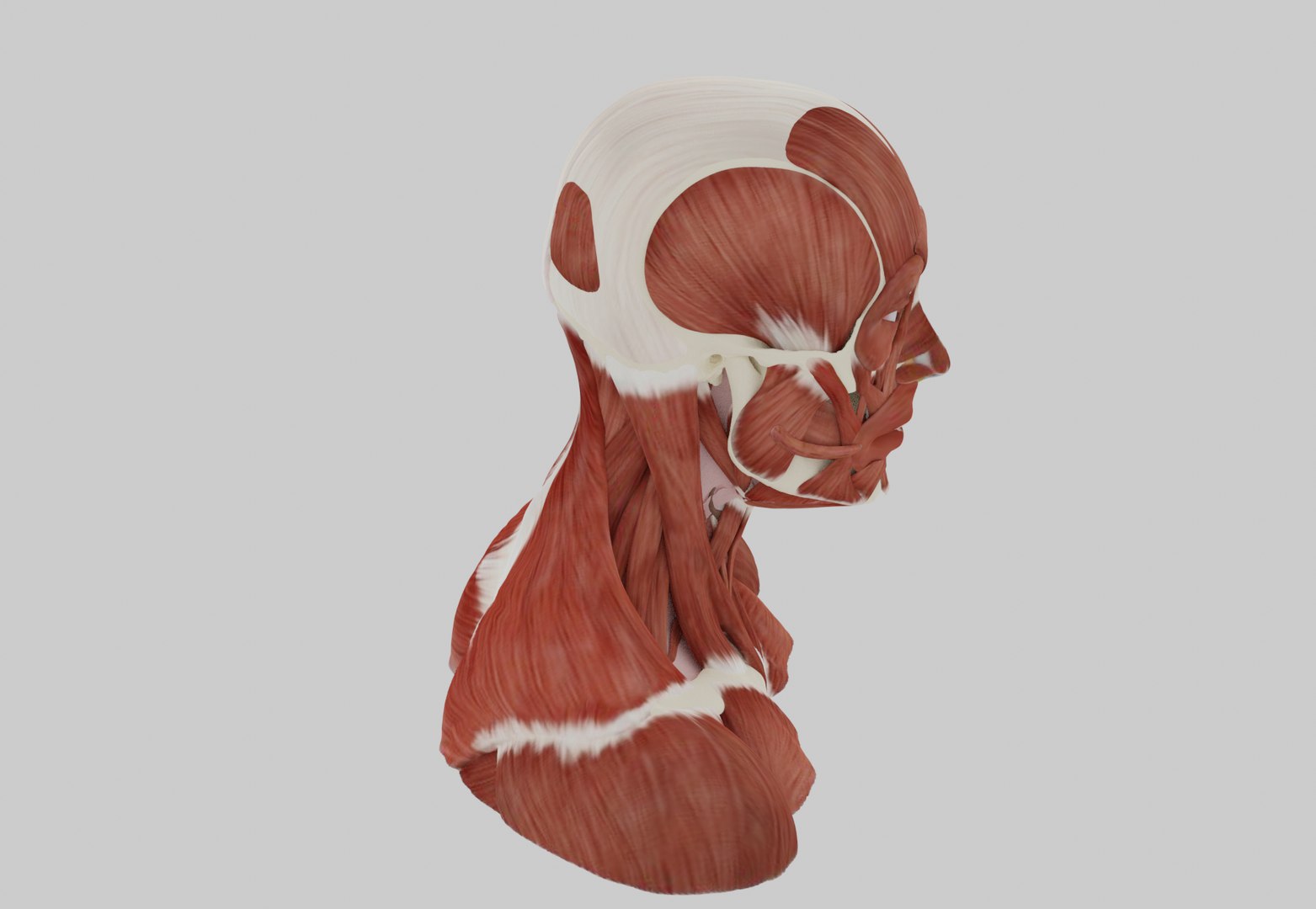 3D Facial Muscles - TurboSquid 1693296