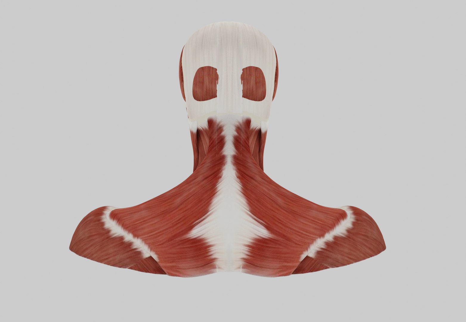 3D Facial Muscles - TurboSquid 1693296