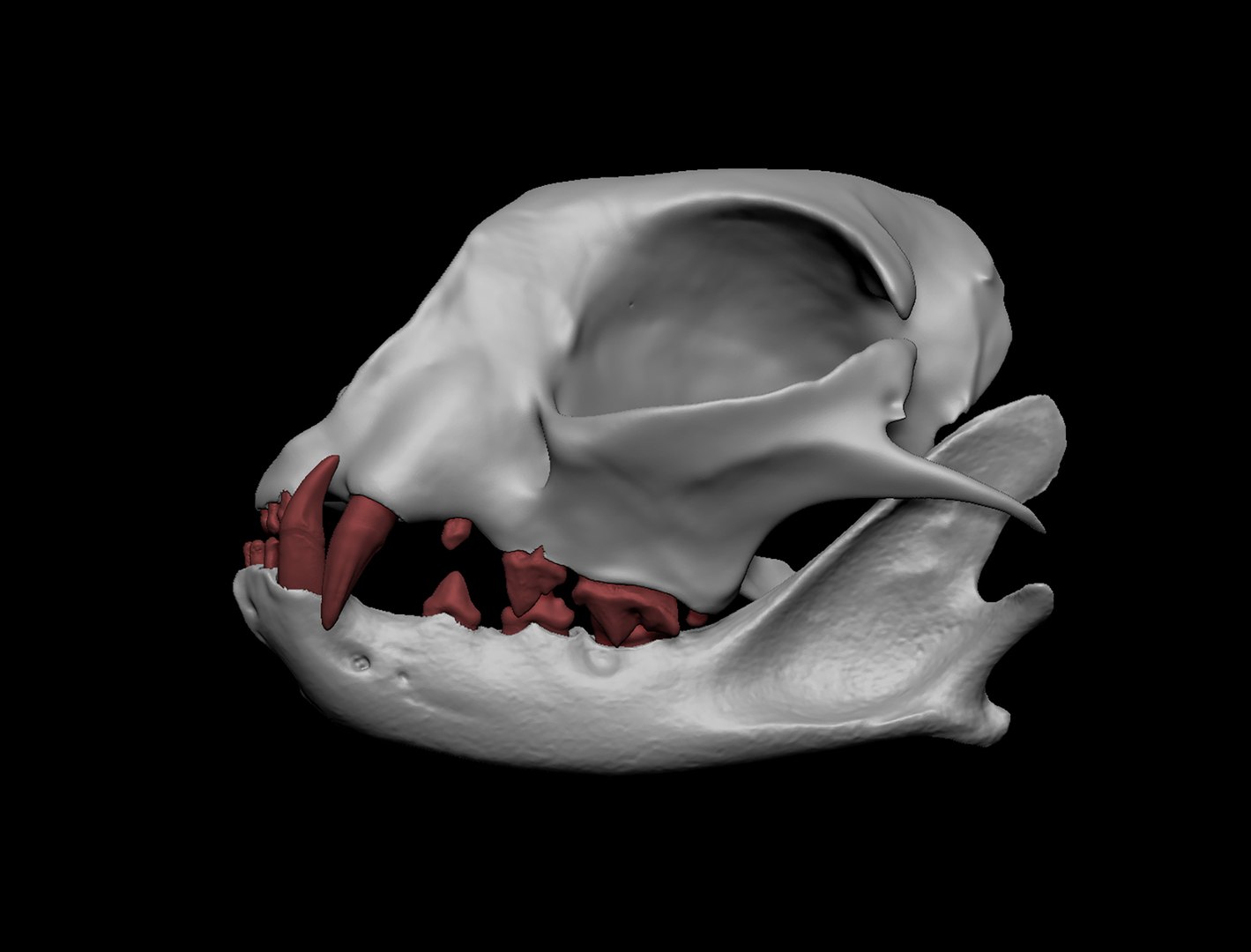 Cat Teeth Felidae Teeth Cat Anatomy Model - TurboSquid 2297150