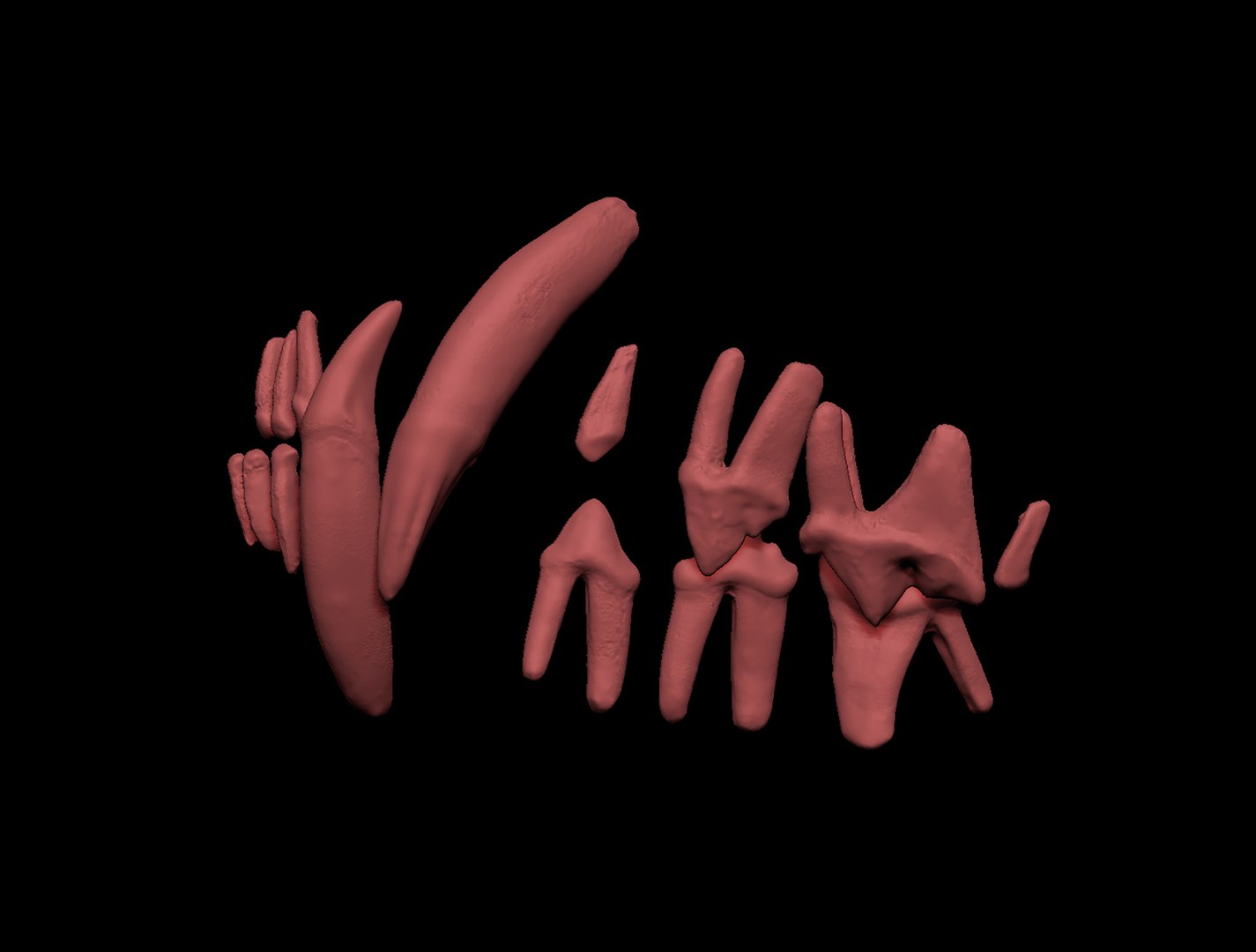 Cat Teeth Felidae Teeth Cat Anatomy Model - TurboSquid 2297150