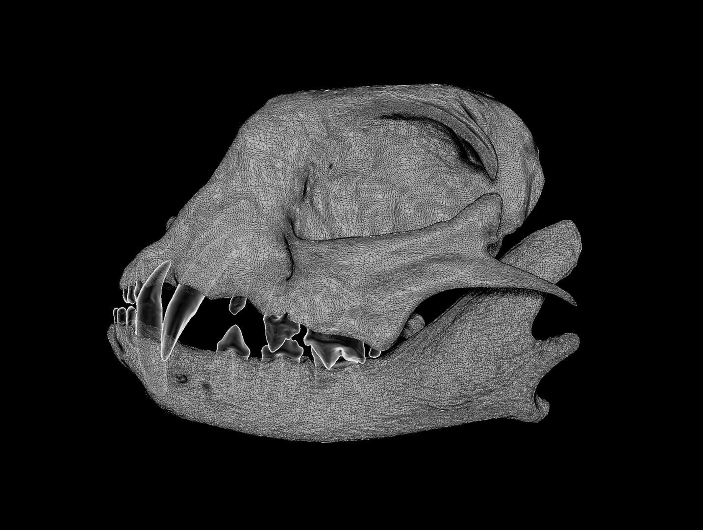 Cat Teeth Felidae Teeth Cat Anatomy Model - TurboSquid 2297150