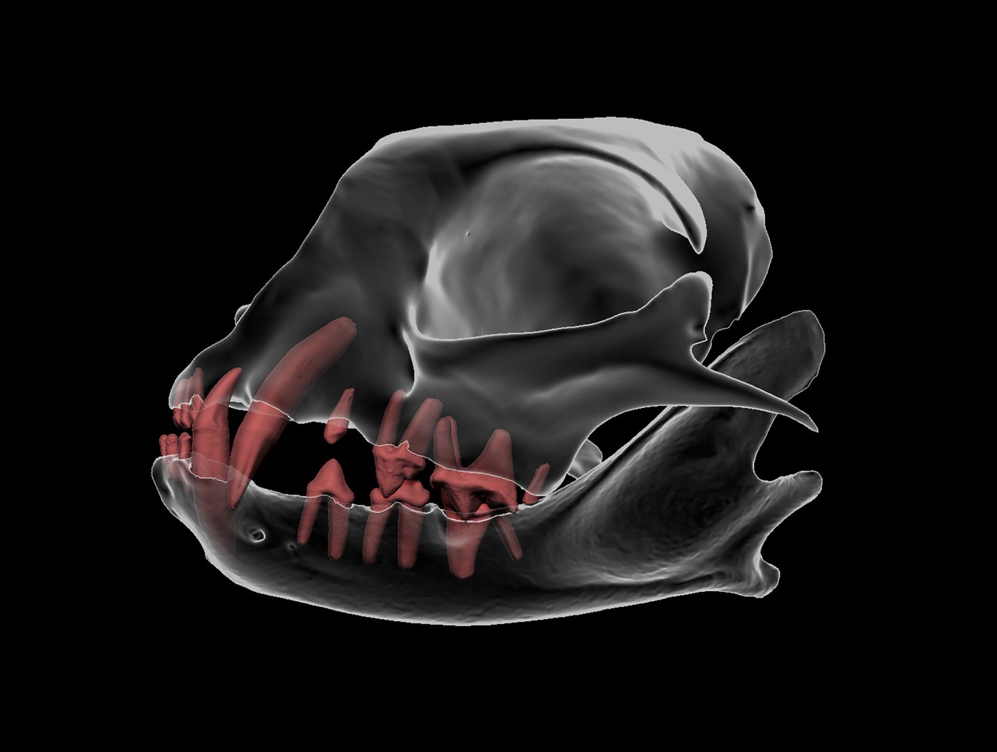 Cat Teeth Felidae Teeth Cat Anatomy Model - TurboSquid 2297150