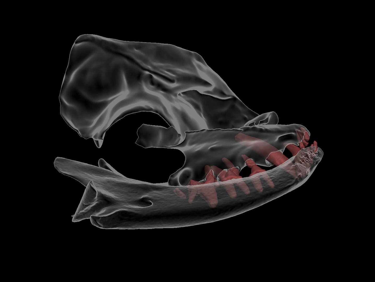 Cat Teeth Felidae Teeth Cat Anatomy Model - TurboSquid 2297150