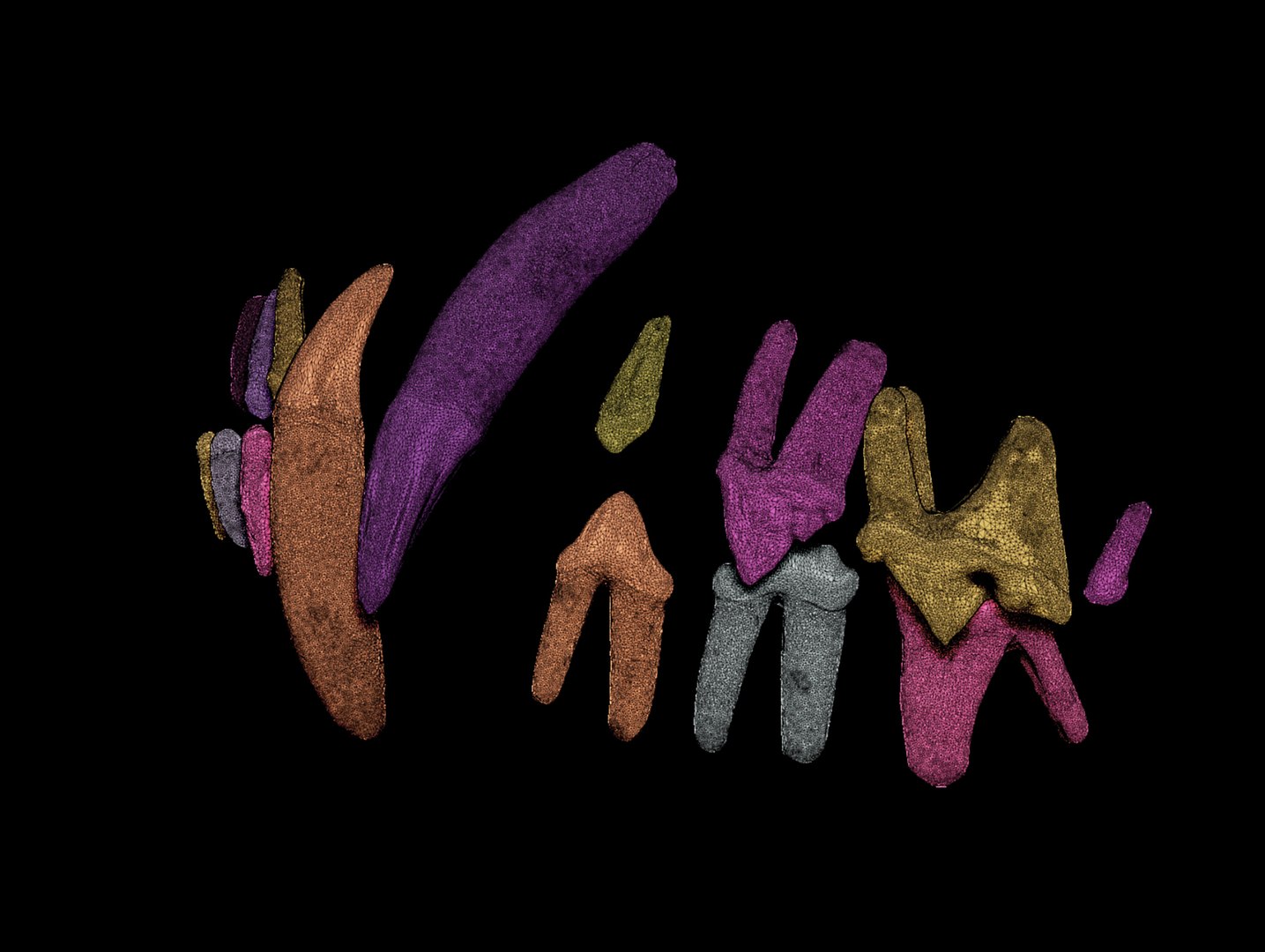 Cat Teeth Felidae Teeth Cat Anatomy Model - TurboSquid 2297150