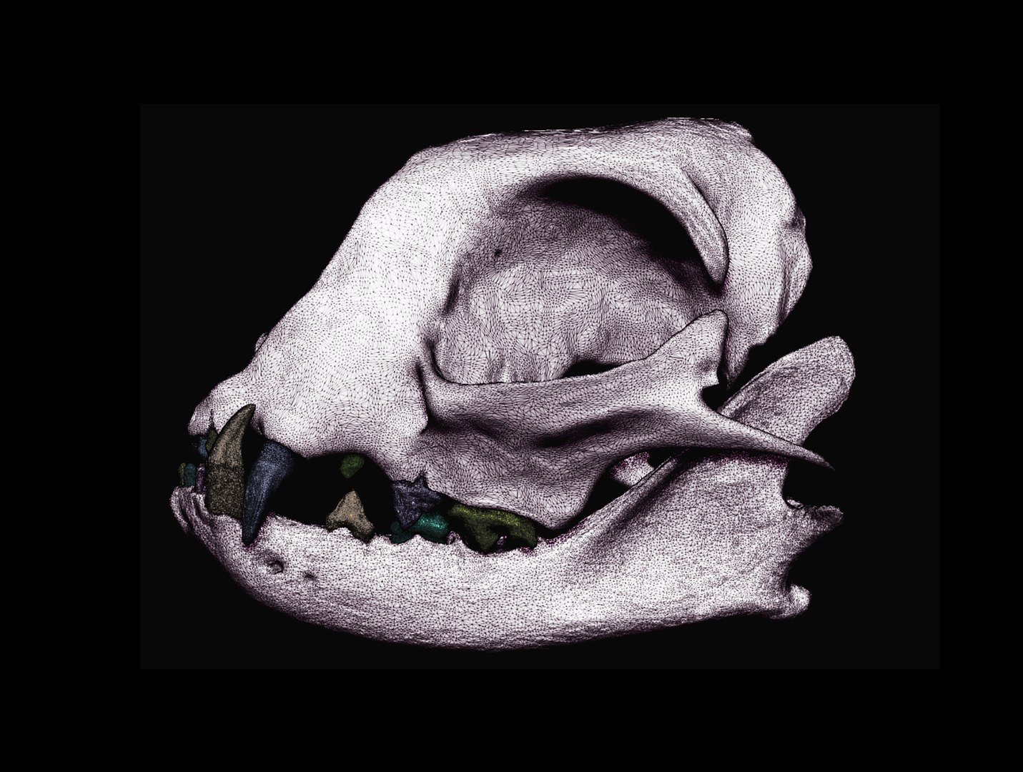 Cat Teeth Felidae Teeth Cat Anatomy Model - TurboSquid 2297150