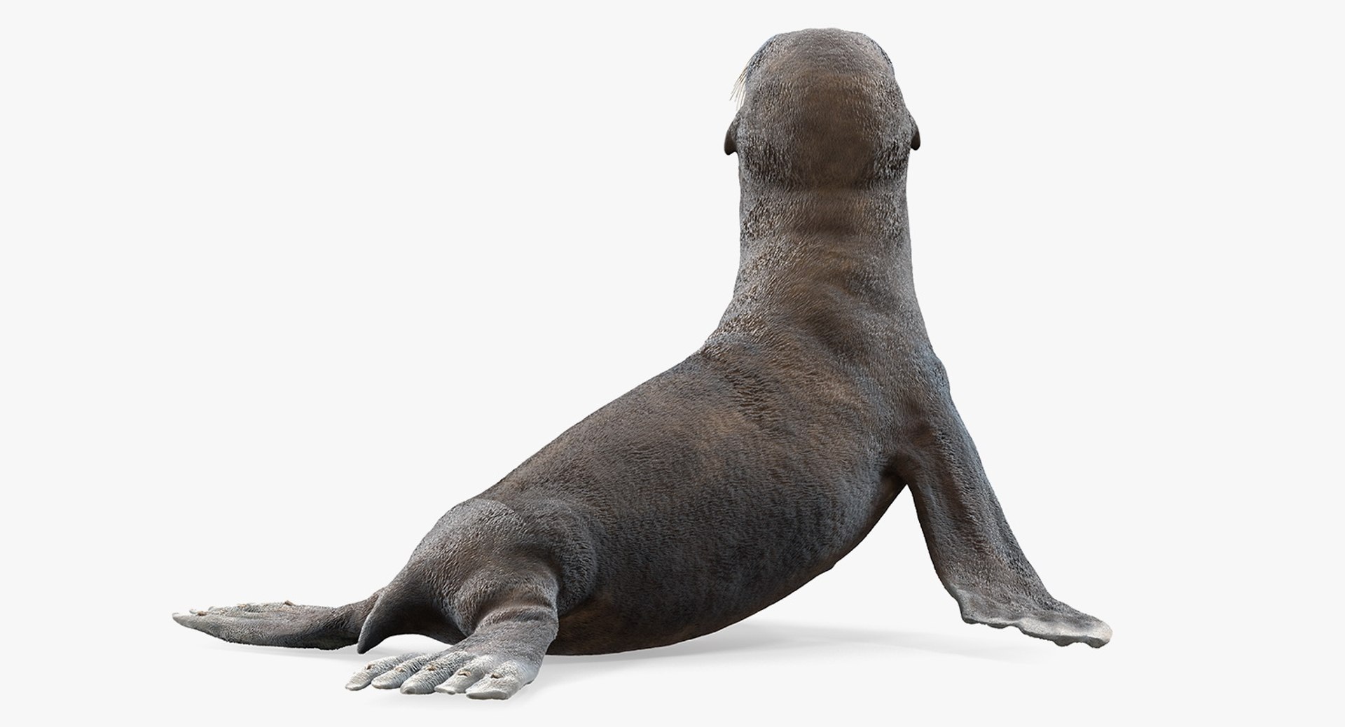 Sea Lion Wet Seating Model - TurboSquid 1428972