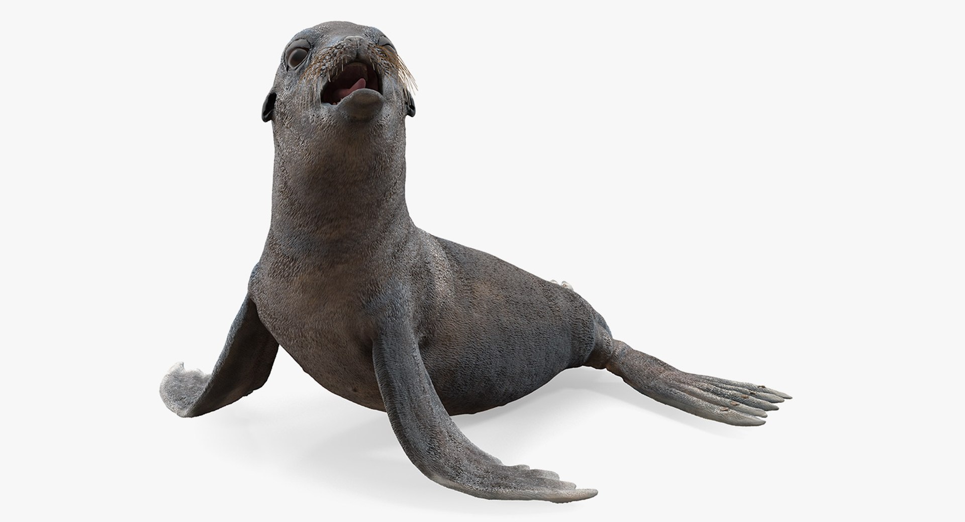 Sea Lion Wet Seating Model - TurboSquid 1428972