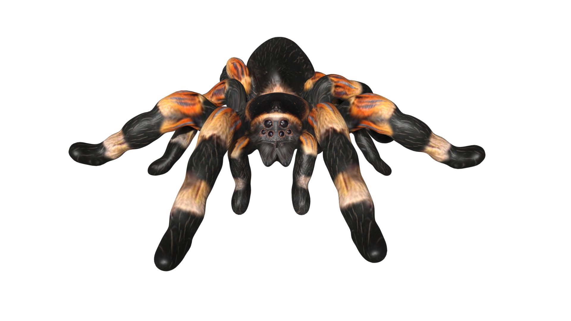 3D Fully Rigged Low Poly Tarantula - TurboSquid 1761621