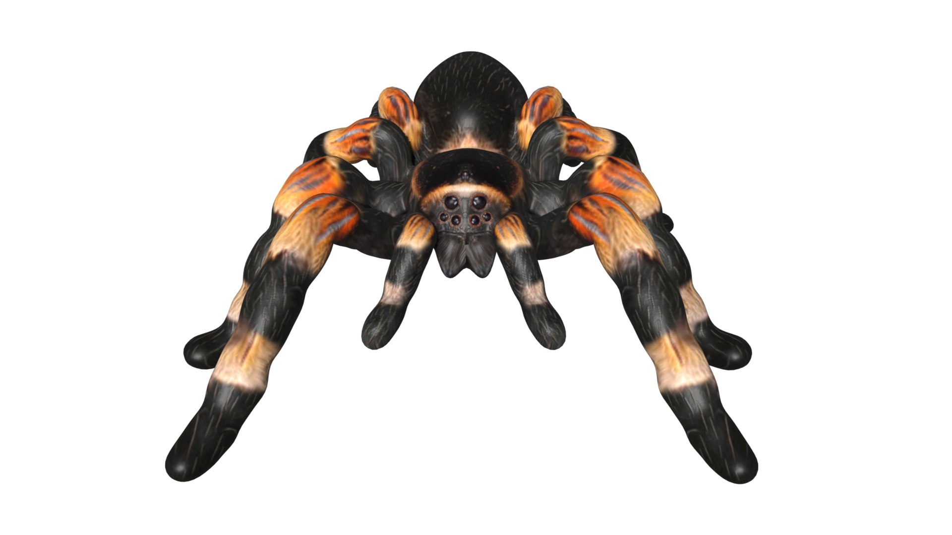 3D Fully Rigged Low Poly Tarantula - TurboSquid 1761621