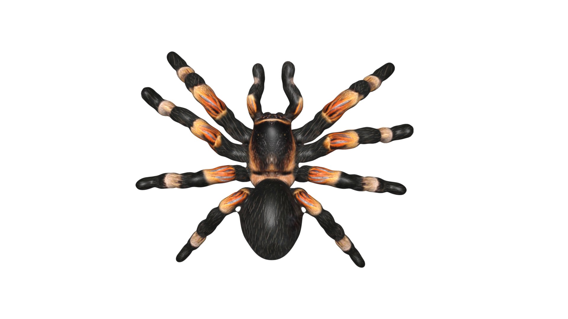 3D Fully Rigged Low Poly Tarantula - TurboSquid 1761621