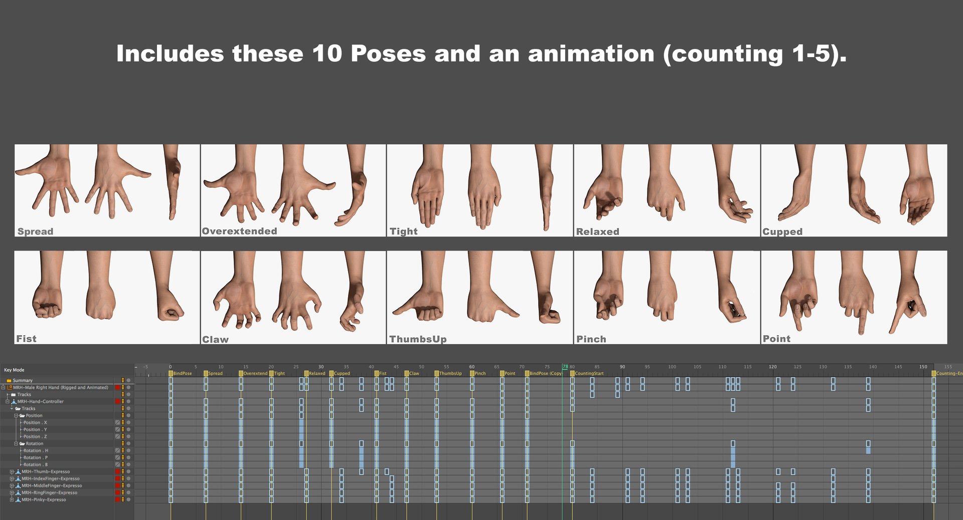 Rig Hand Male 3d C4d