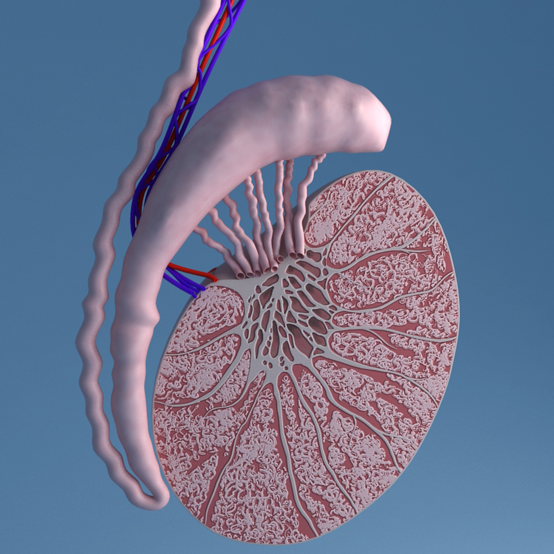 3d model human testicle