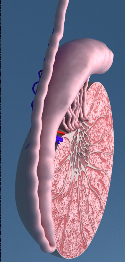 3d model human testicle