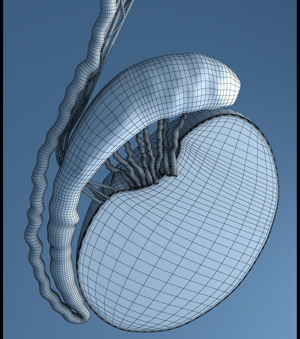 3d model human testicle