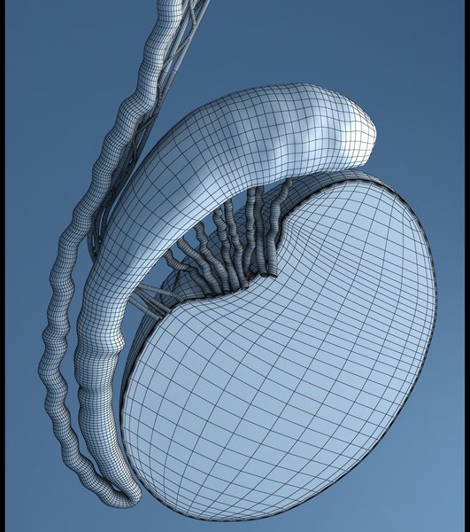 3d model human testicle