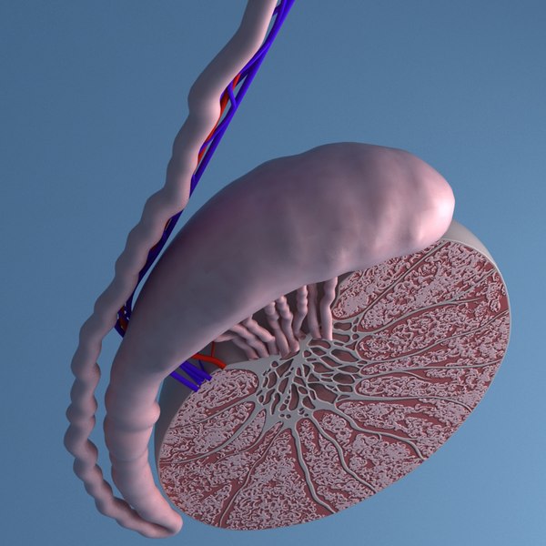 3d model human testicle