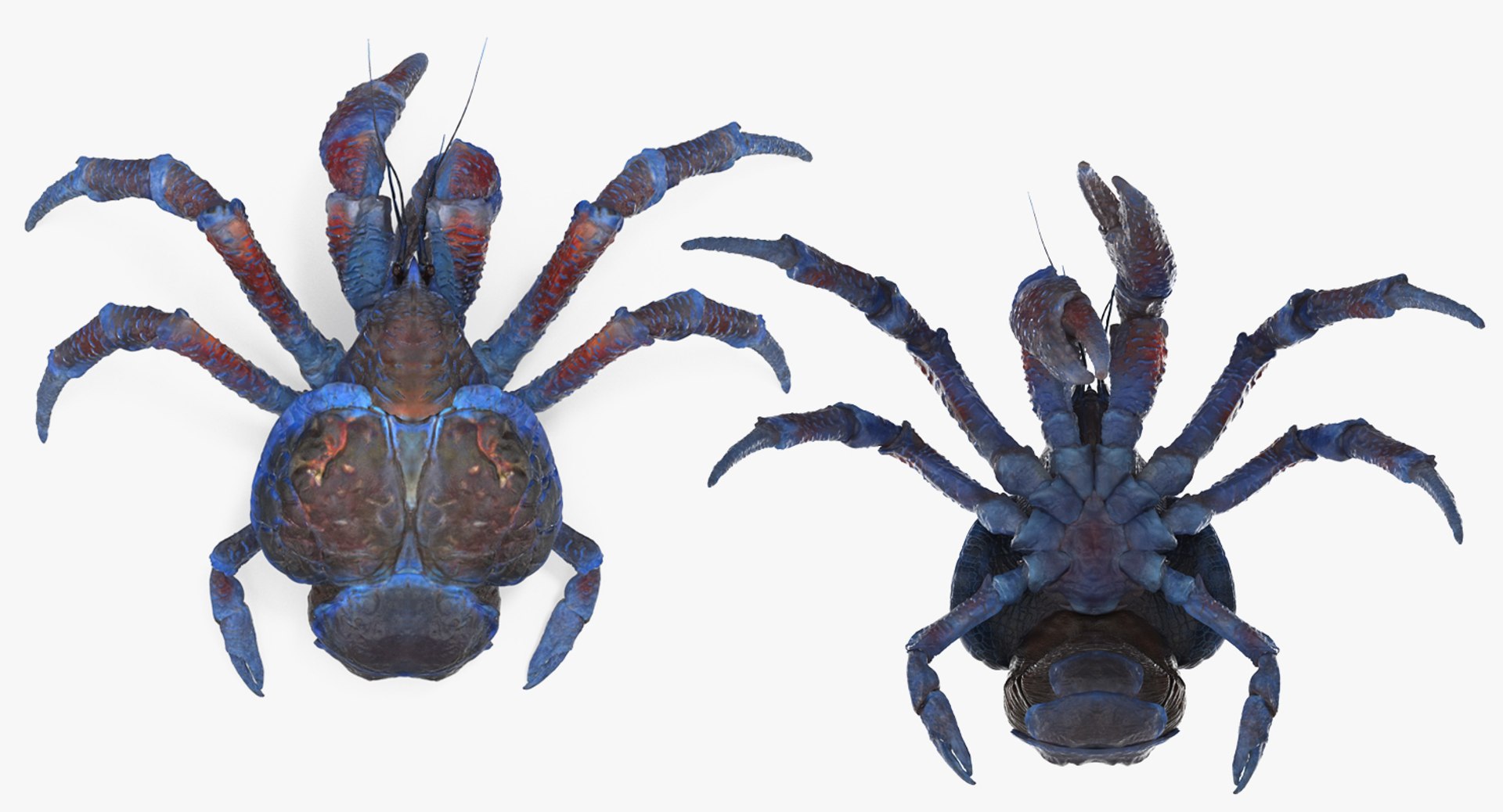 Palm Thief 3D Model - TurboSquid 1156729