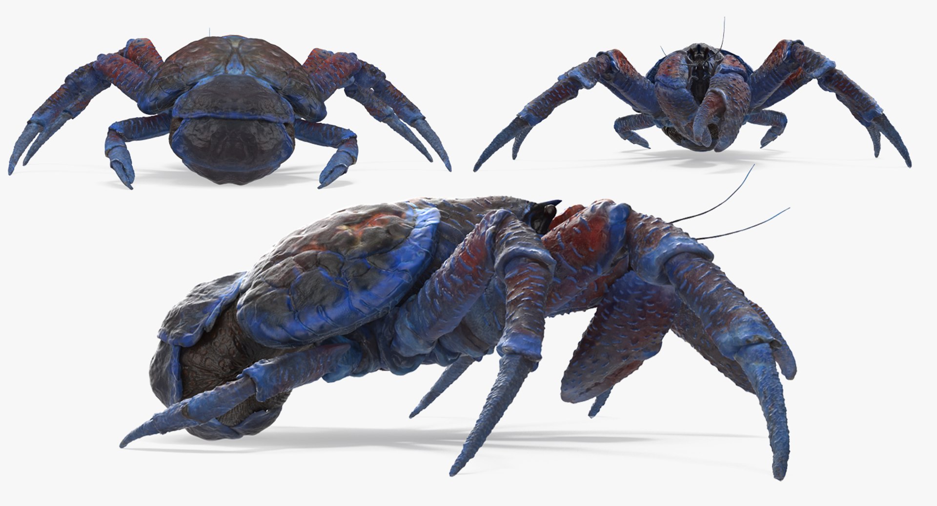 Palm Thief 3D Model - TurboSquid 1156729