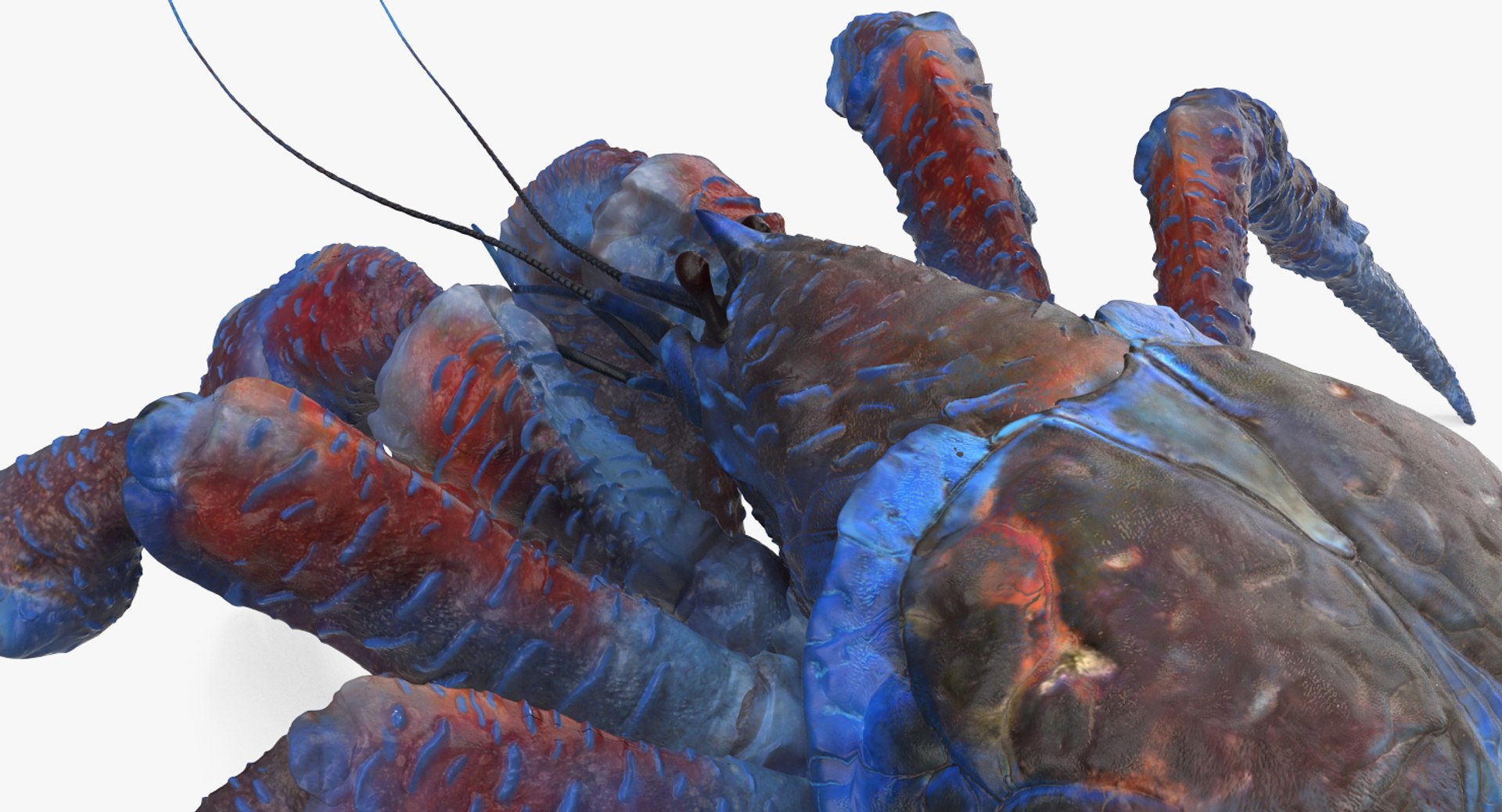 Palm Thief 3D Model - TurboSquid 1156729