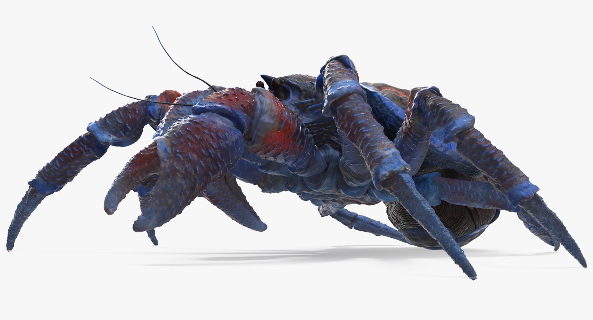 Palm Thief 3D Model - TurboSquid 1156729