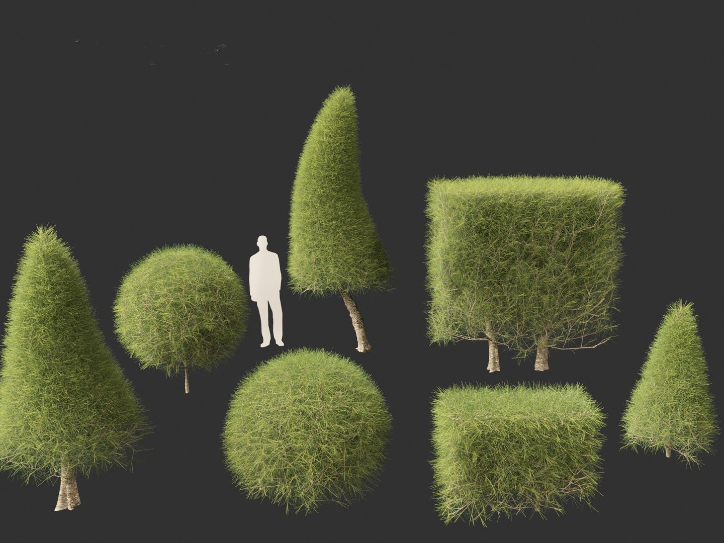 Casuarina equisetifolia - Australian pine tree model - TurboSquid 2127956