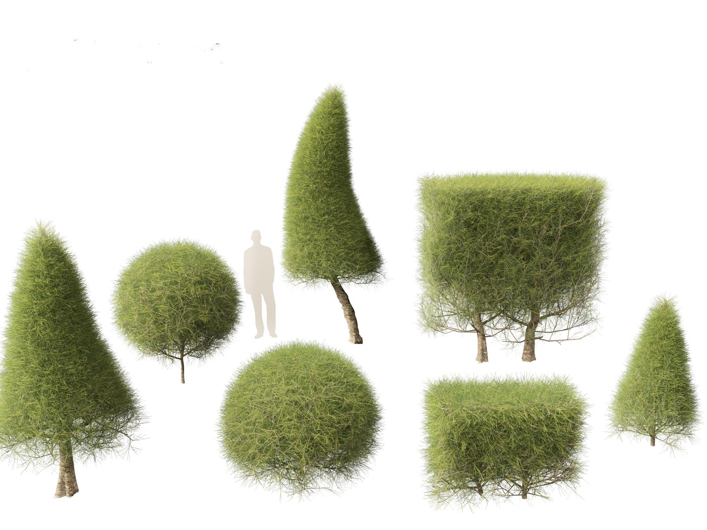 Casuarina equisetifolia - Australian pine tree model - TurboSquid 2127956