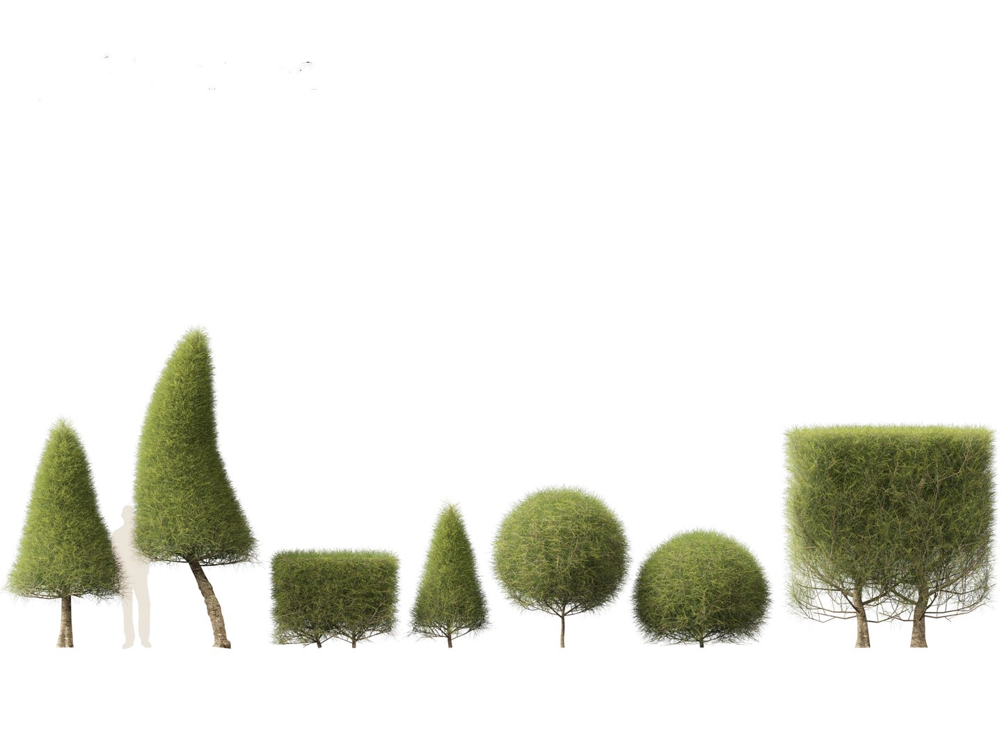 Casuarina equisetifolia - Australian pine tree model - TurboSquid 2127956