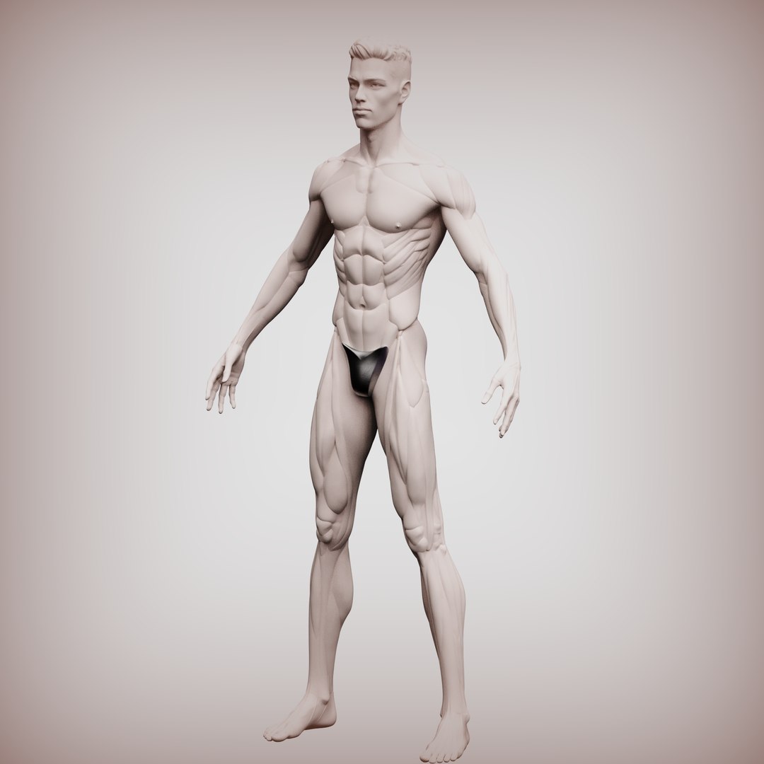3D Man Woman Anatomy Constructor - TurboSquid 2296389