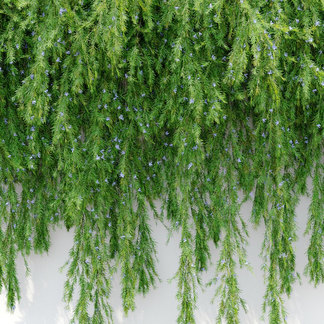 3D Cascading Rosemary Model - TurboSquid 1938213
