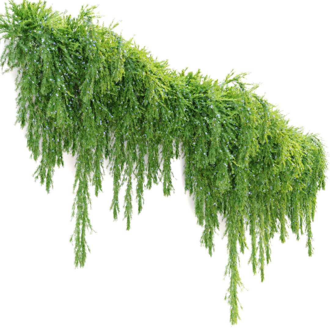 3D Cascading Rosemary Model - TurboSquid 1938213