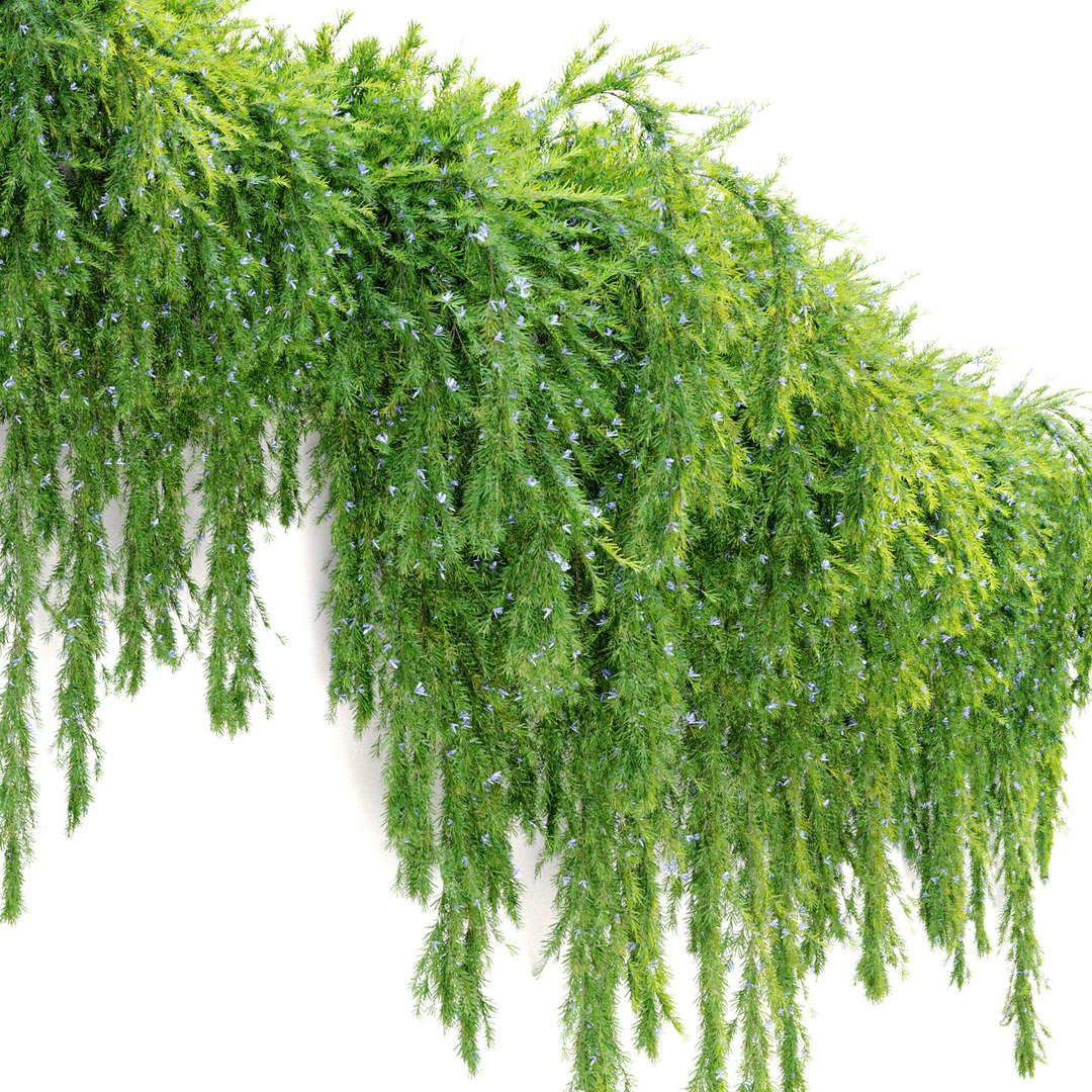 3D Cascading Rosemary Model - TurboSquid 1938213