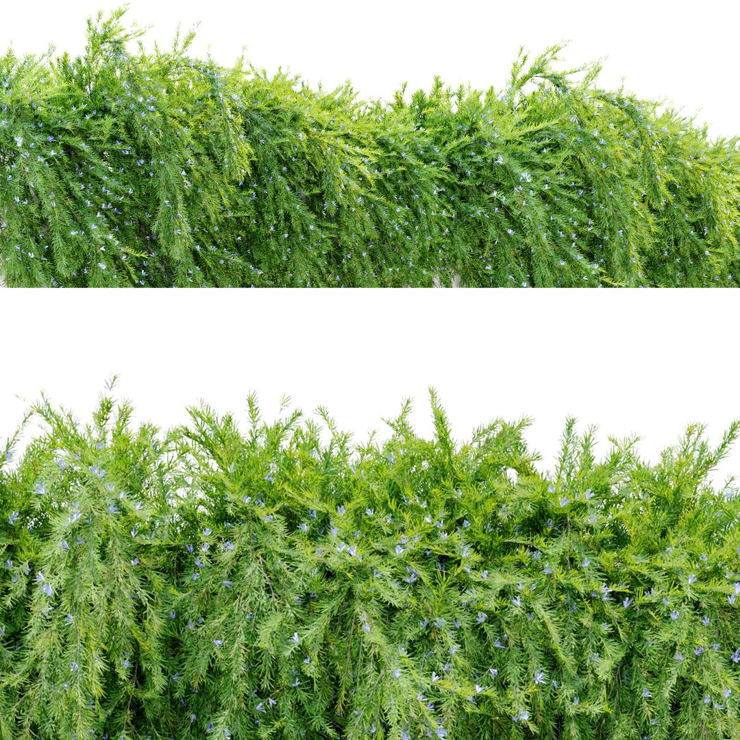 3D Cascading Rosemary Model - TurboSquid 1938213