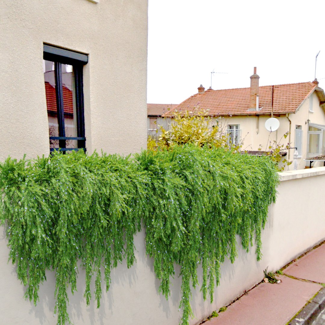 3D Cascading Rosemary Model - TurboSquid 1938213