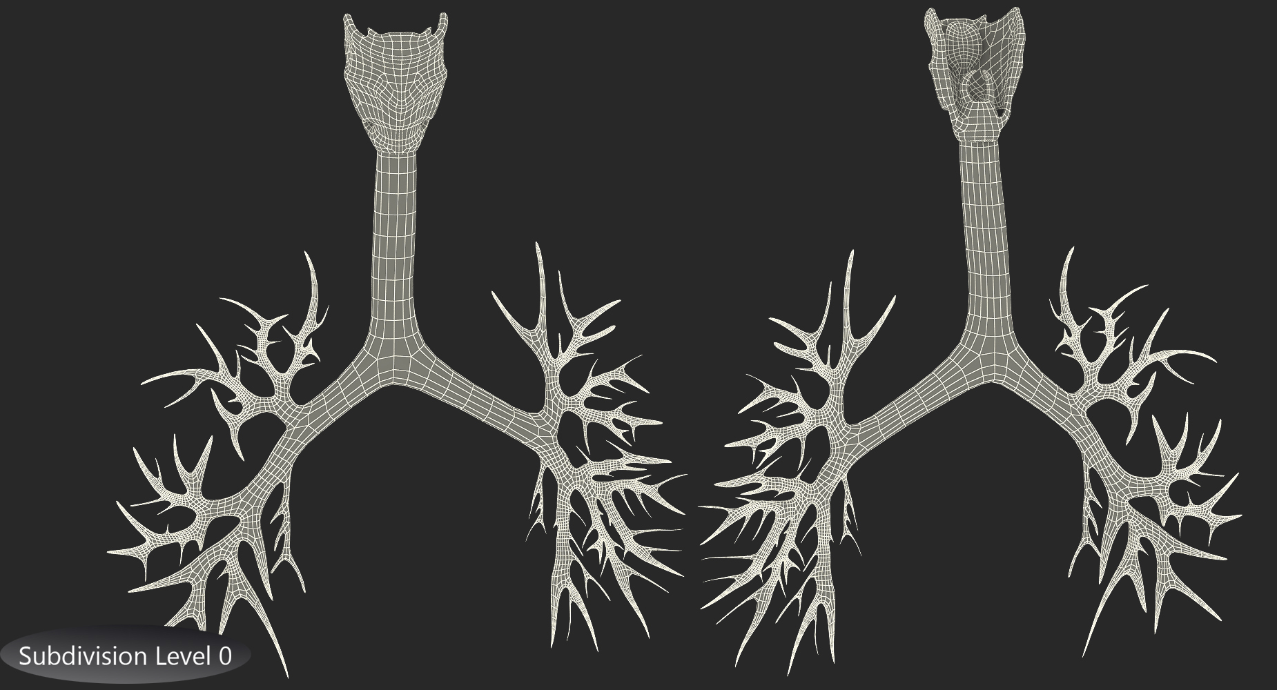 Trachea anatomical modeled 3D model - TurboSquid 1209414