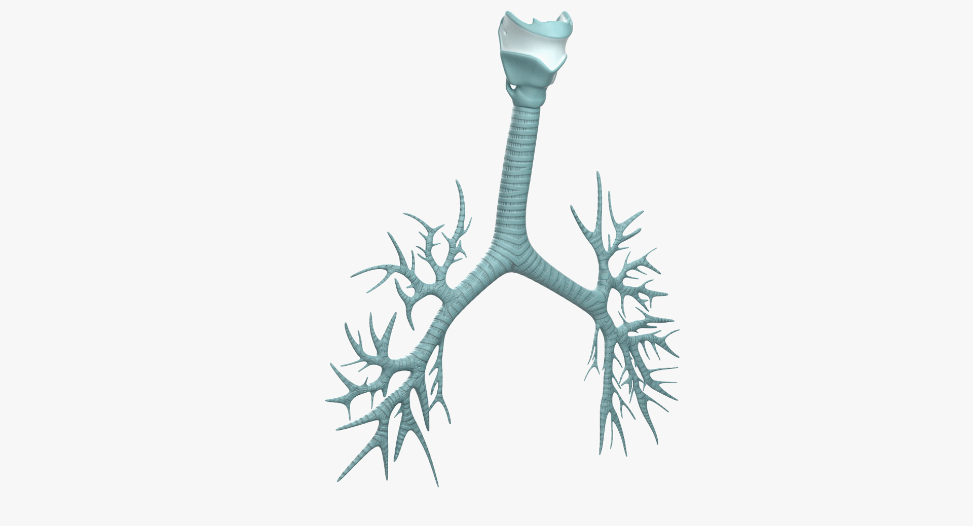 Trachea Anatomical Modeled 3D Model - TurboSquid 1209414
