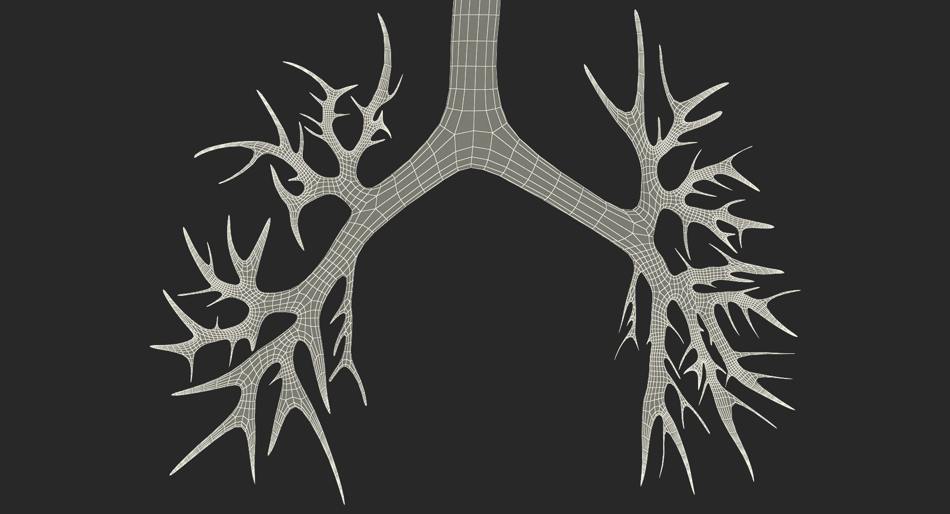 Trachea Anatomical Modeled 3D Model - TurboSquid 1209414