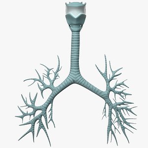 3D Trachea Models - Browse & Download Formats - TurboSquid