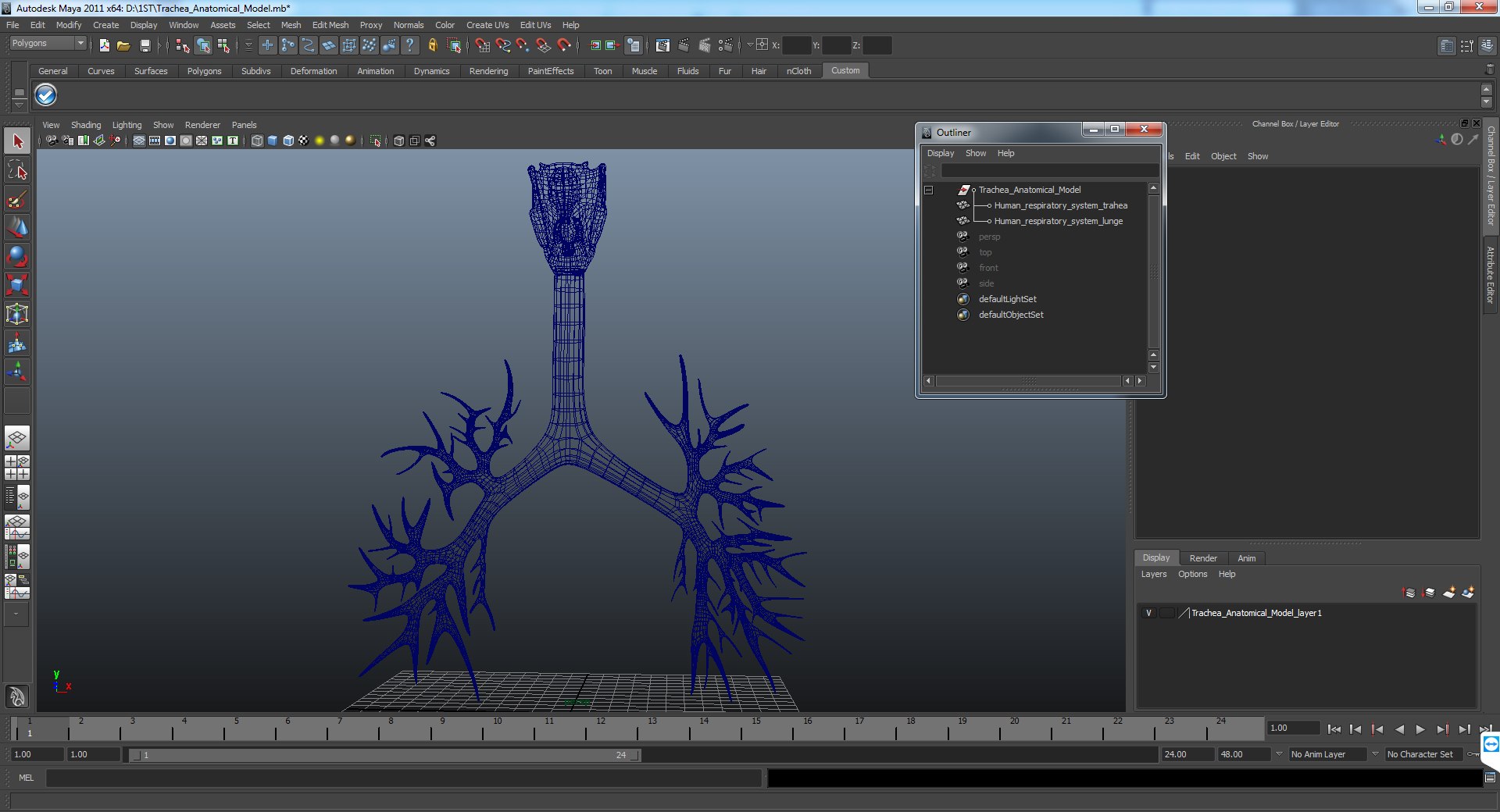 Trachea Anatomical Modeled 3D Model - TurboSquid 1209414