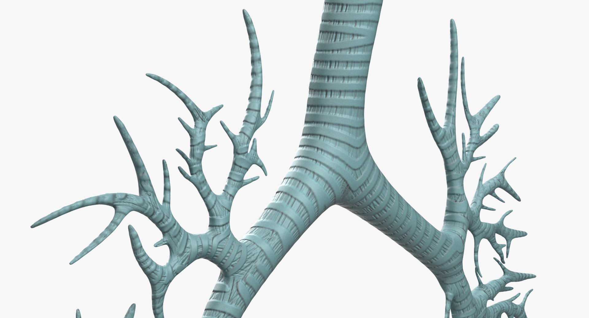 Trachea Anatomical Modeled 3D Model - TurboSquid 1209414