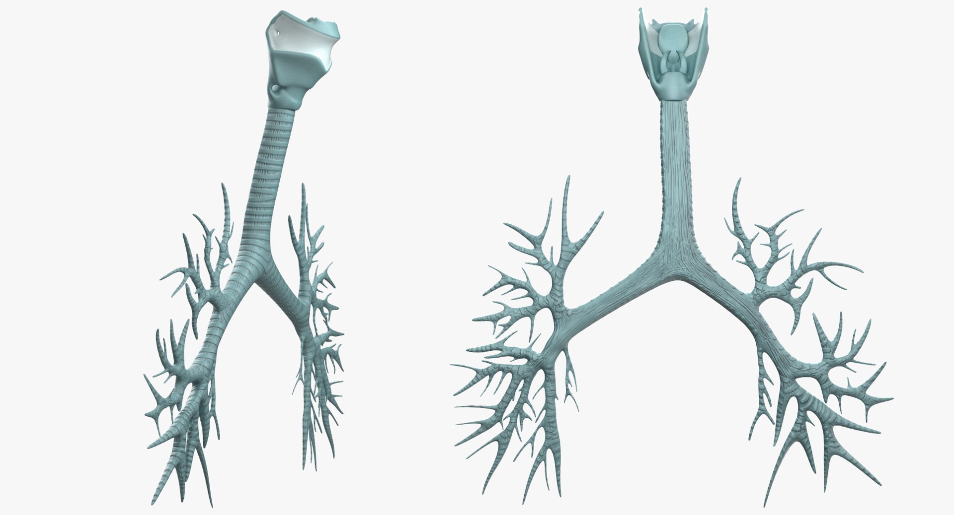 Trachea Anatomical Modeled 3D Model - TurboSquid 1209414