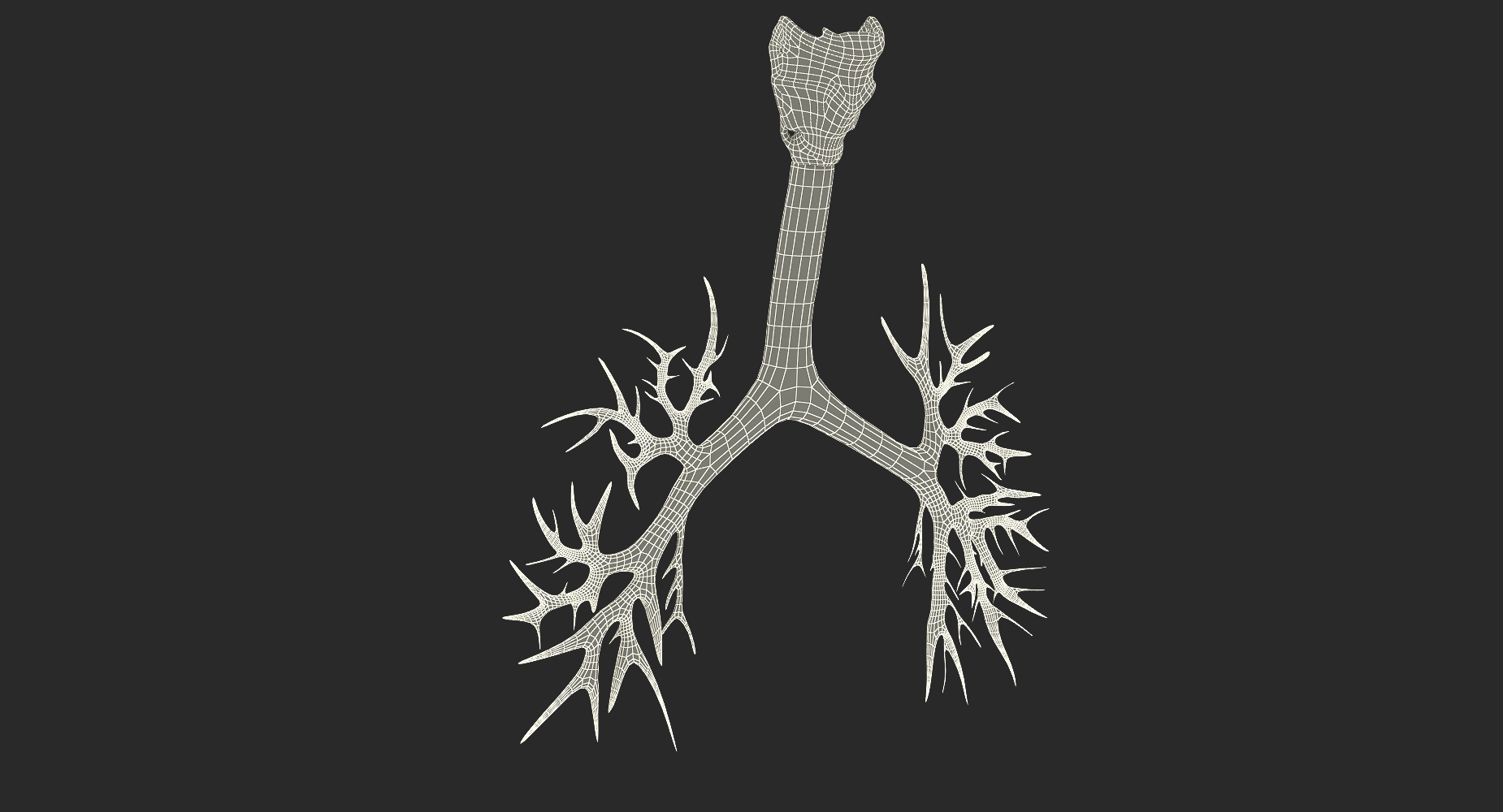 modelo 3d Modelo anatómico de la tráquea - TurboSquid 1209414