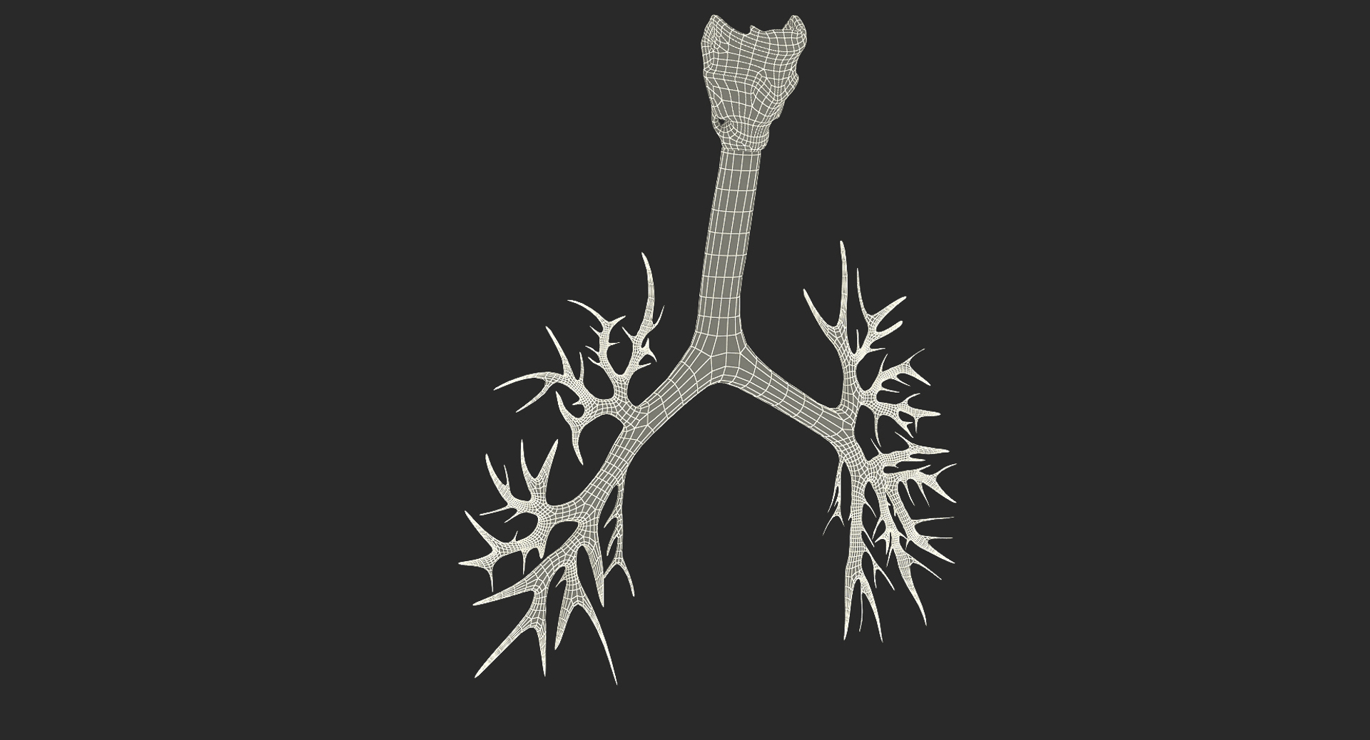 Trachea Anatomical Modeled 3D Model - TurboSquid 1209414